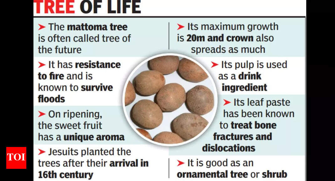 A requiem for Quelossim's mattoma heritage | Goa News - Times of India