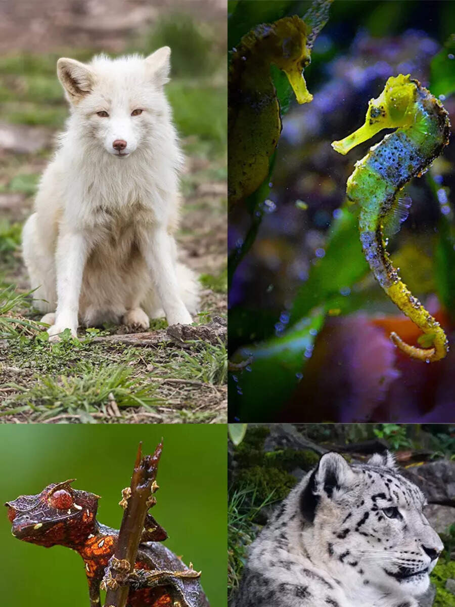 10 animals whose camouflage is nature’s marvel | Times of India