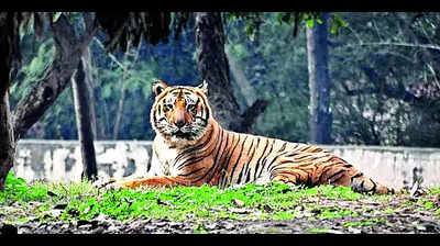 Chhatbir Zoo: Chhatbir gifts tiger to Ludhiana zoo | Chandigarh News ...