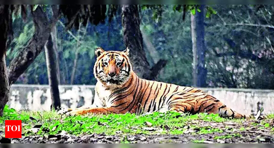 Chhatbir Zoo: Chhatbir gifts tiger to Ludhiana zoo | Chandigarh News ...