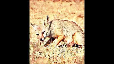 Fox: Fox found gorging on rotis near human settlements in Vadodara ...