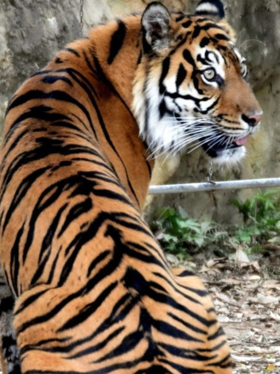 Top 10 Amazing Facts About Tigers | Times Now