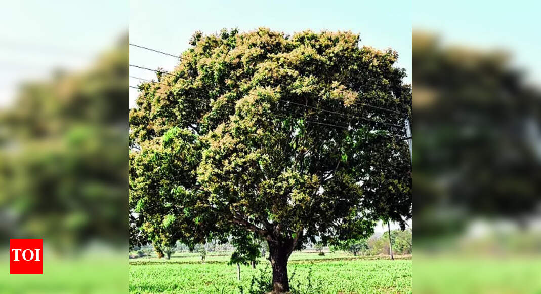 Mango Crop: Bumper mango crop anticipated this year in Belagavi ...