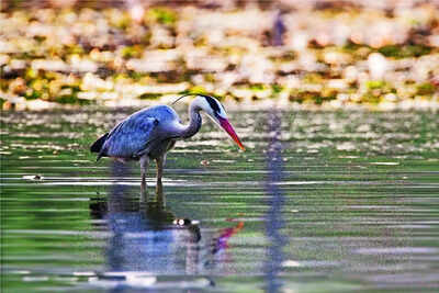 Ujani Reservoir: Ujani Reservoir to be Proposed for Ramsar Site Status ...