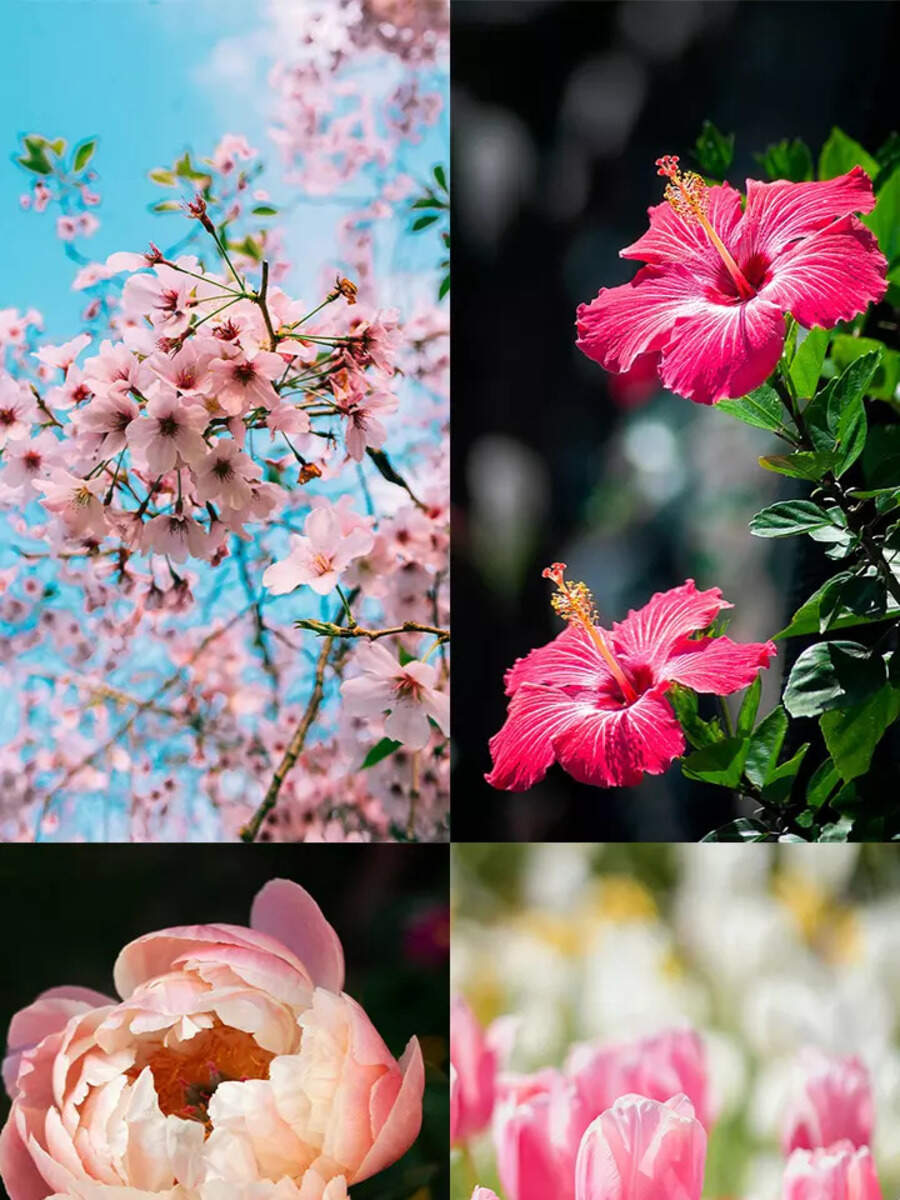 10 pink coloured flowers that redefine beauty | Times of India