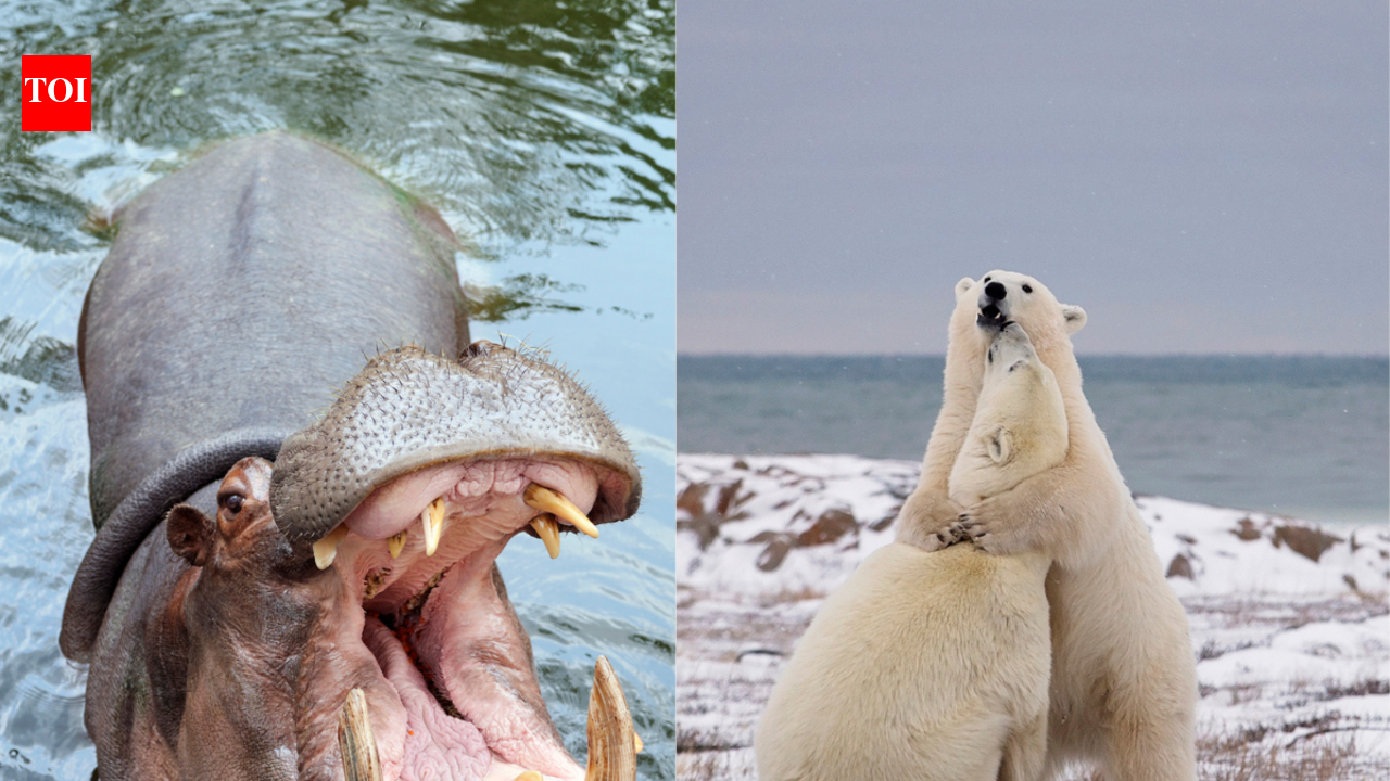 10 heaviest animals in the world