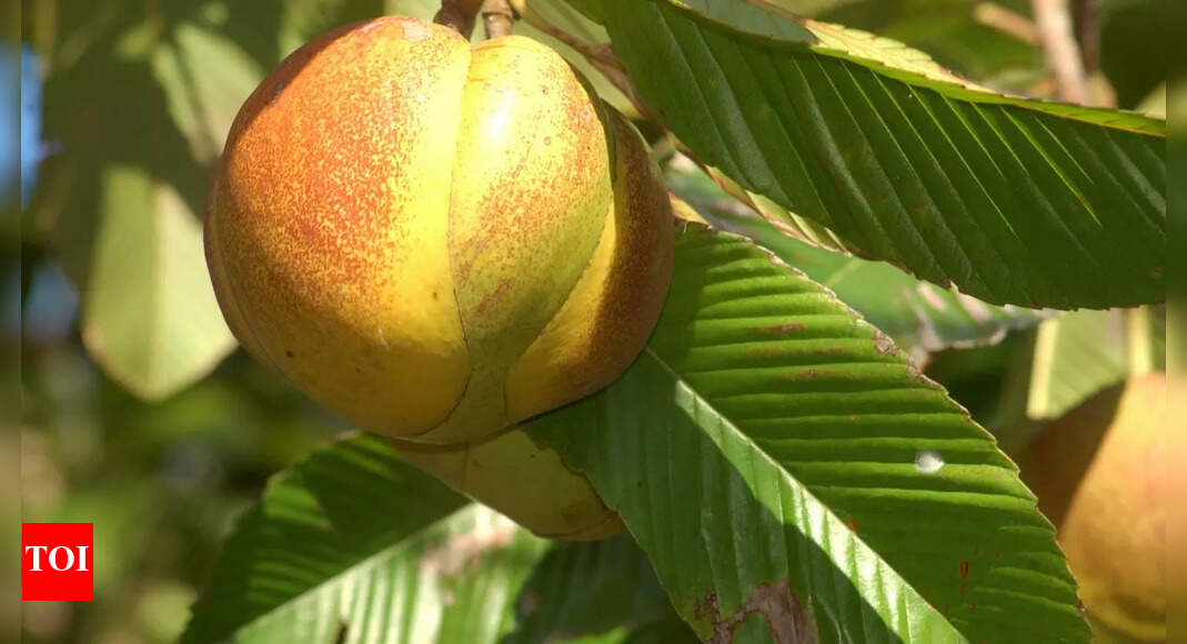 What is Chalta? Lesser known benefits of this rare fruit of Bengal ...