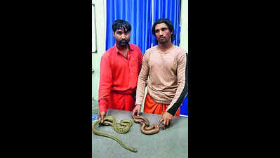 Robbery With Snakes: Two arrested for robbing passersby with snakes ...