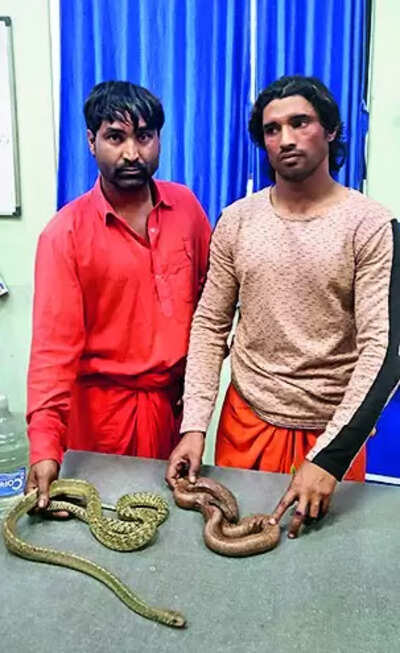 Robbery With Snakes: Two arrested for robbing passersby with snakes ...