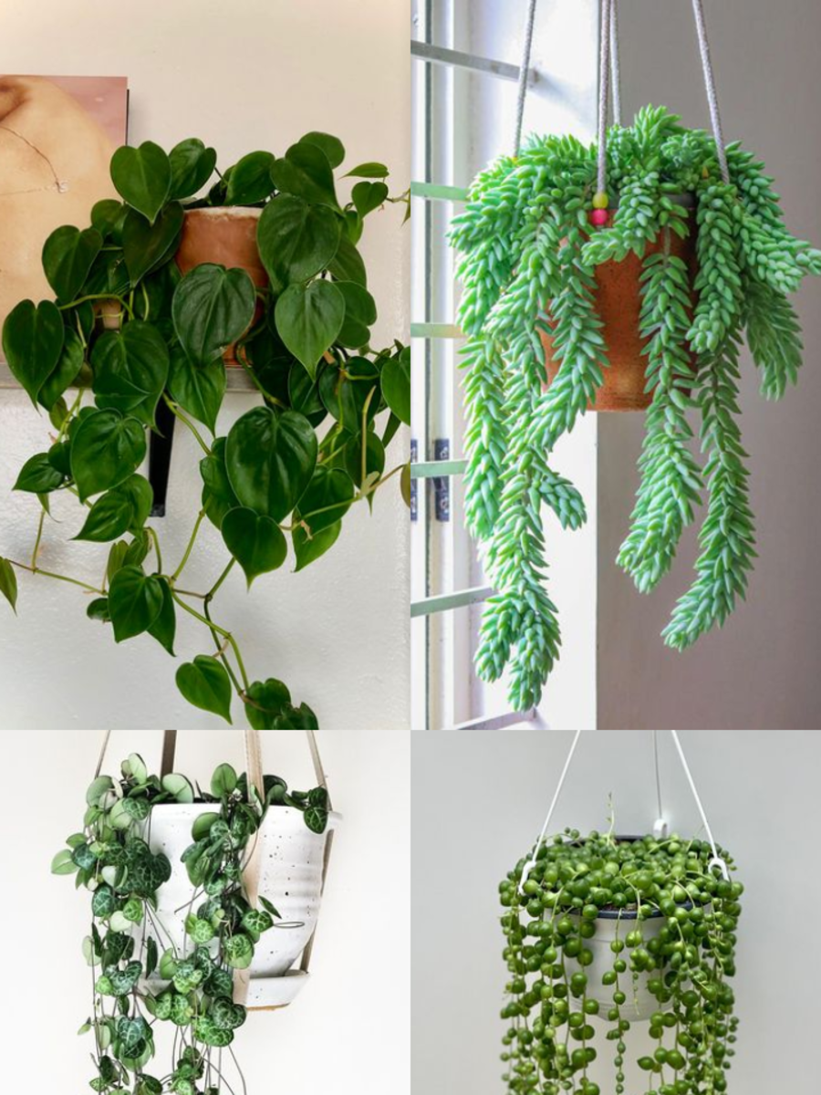 10 Hanging Plants For Room Decor | Times Now