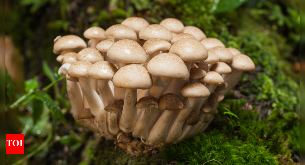 Can gold be produced from mushrooms? Goa University's groundbreaking ...