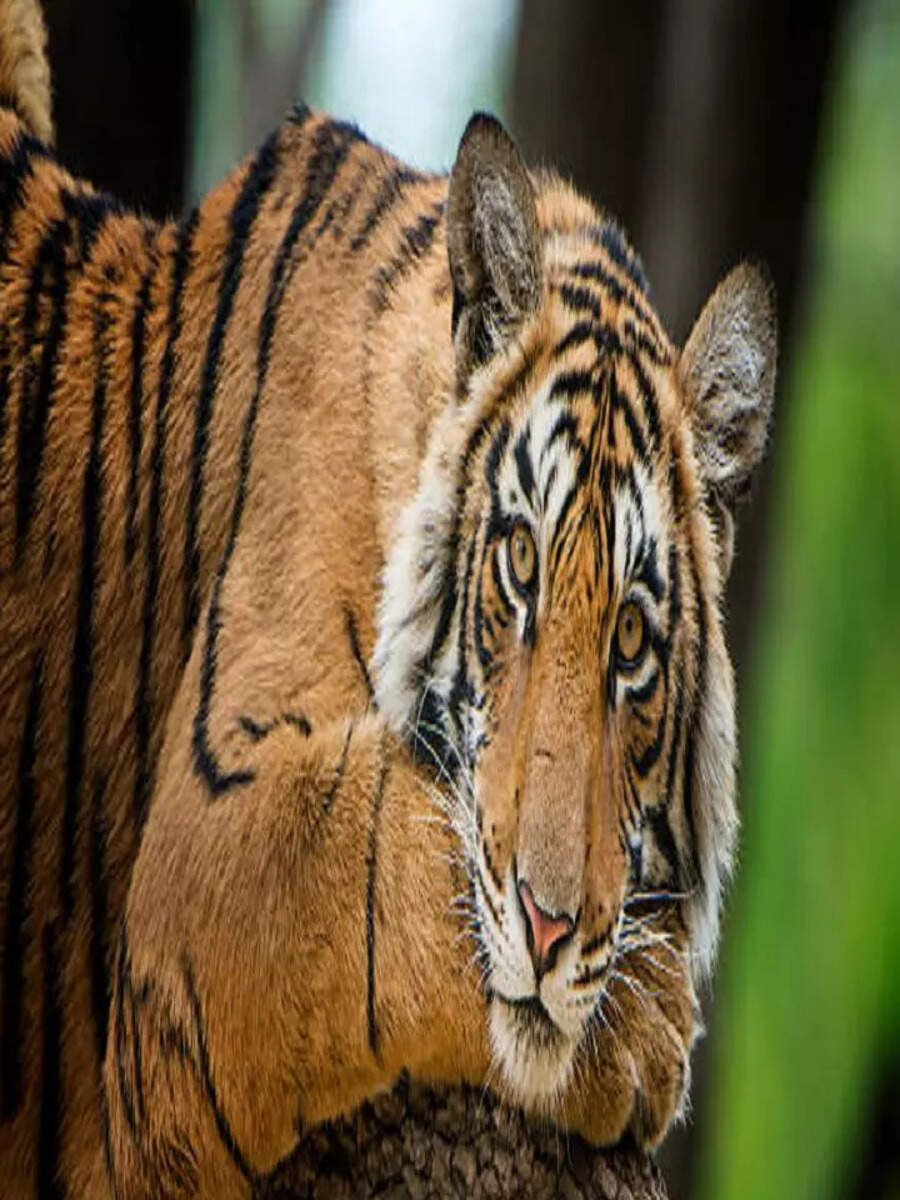 10 Interpretation of Seeing a Tiger in Your Dream | Times Now