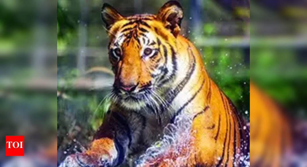 Tiger Relocation: Tiger Relocation: Key Solution to Reduce Human-Tiger ...