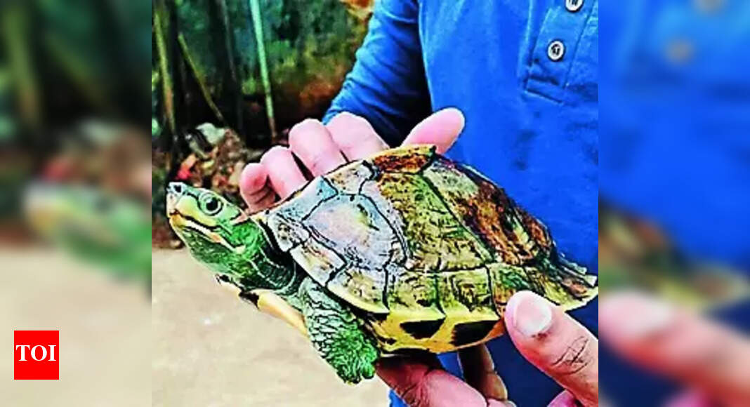 351 Indian tent turtles rescued in Cuttack, trio detained | Bhubaneswar ...