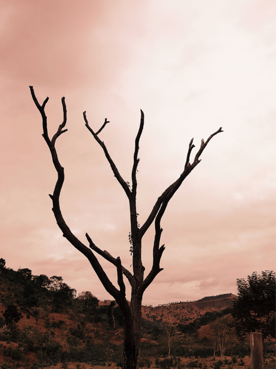 6 Plants That Are Considered Inauspicious in Hinduism | Times Now