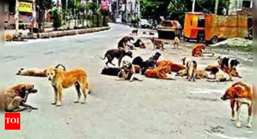 Dogs Becoming Territorial: Delhi High Court Seeks Authorities' Stand on ...