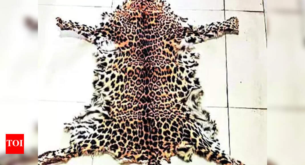 Leopard Skin: Man arrested with leopard skin in K’mal Berhampur ...