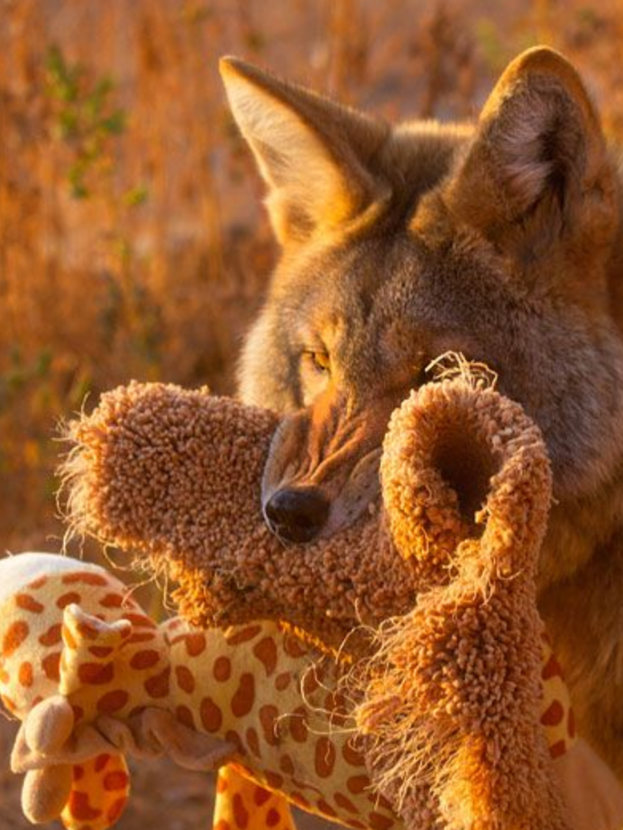 7 Strongest Rivalries In Animal Kingdom | Times Now