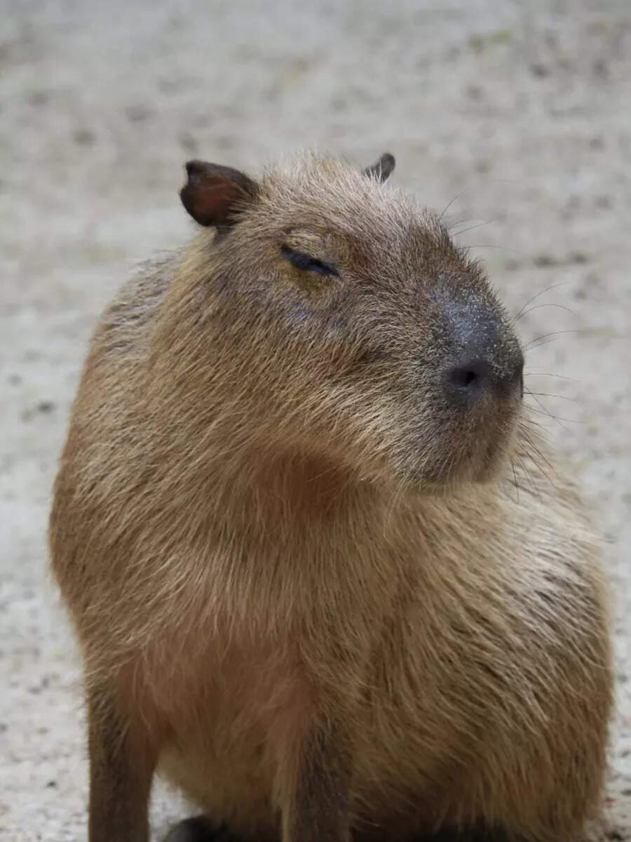 5 Animals Born Without a Tail | Times Now