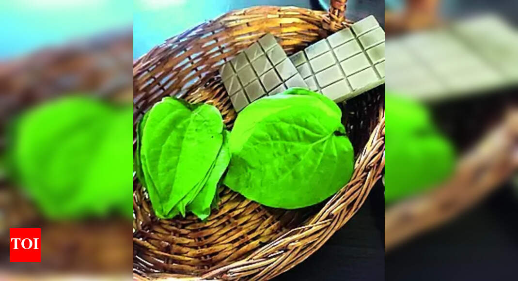 Chocolates With Betel Leaf: Chocolates with betel instead of cocoa - A ...