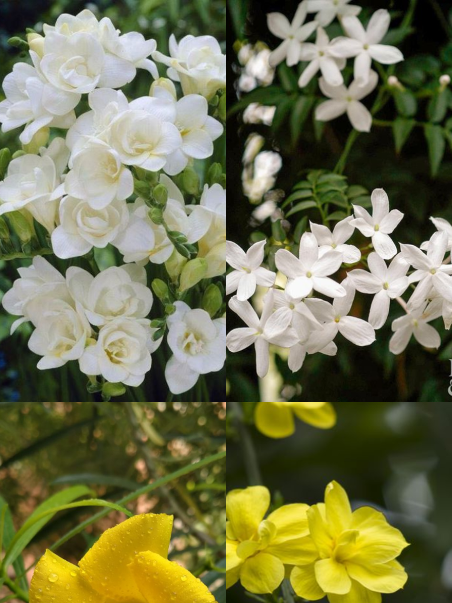 10 favourite flowers to offer lord shiva on maha shivratri | Times Now