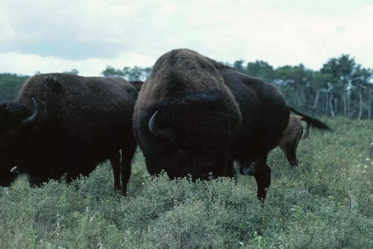 8 spectacular wildlife experiences in Canada | Times of India Travel