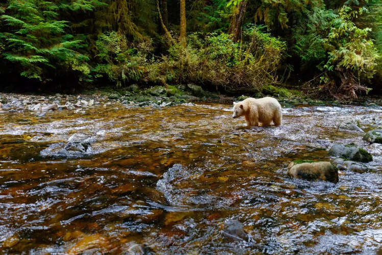 8 spectacular wildlife experiences in Canada | Times of India Travel