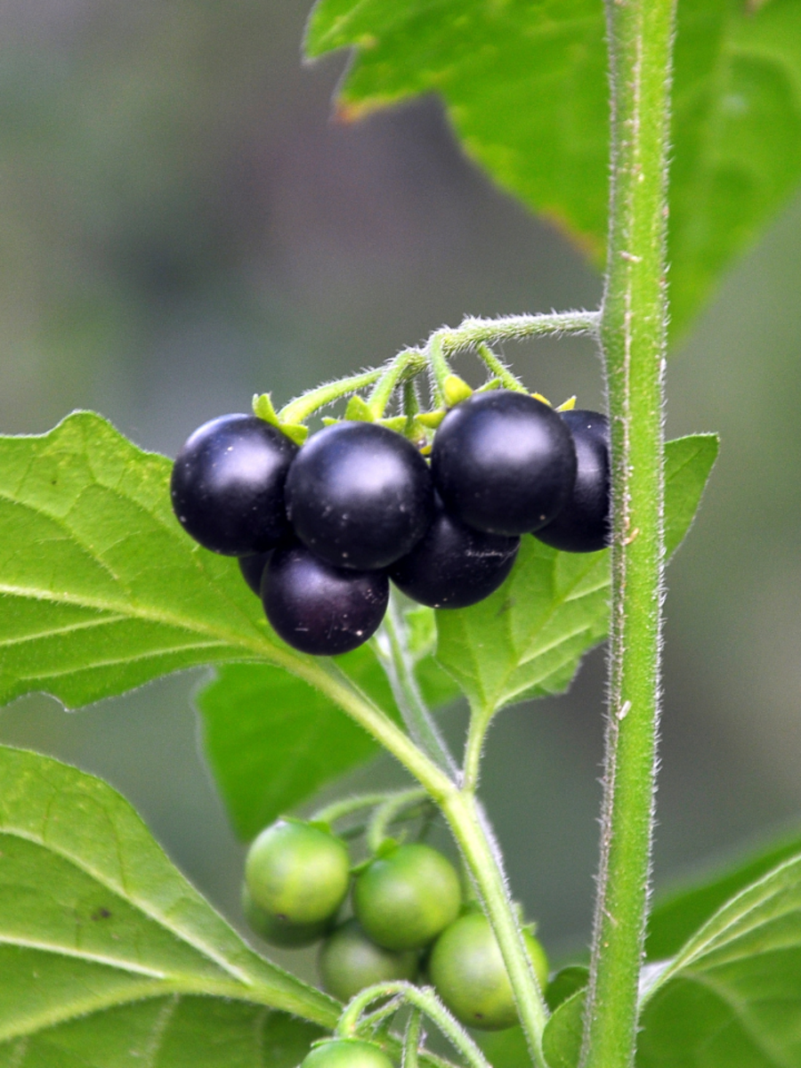 Makoy Benefits 10 Reasons Why These Tiny Berries Are An Ayurvedic Ramban Times Of India