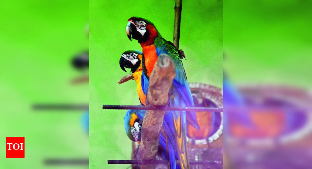 exotic macaws: Exotic Macaws Not Breeding Successfully at Arignar Anna ...