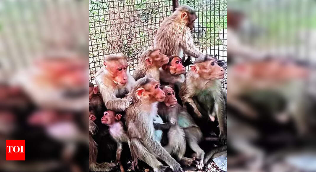 Trichy: Trichy Grapples with Rising Monkey Menace - Latest News ...