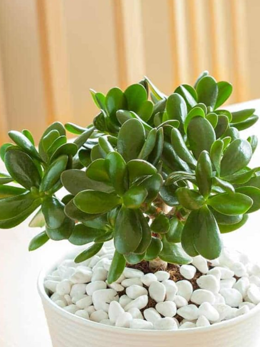 7 Plants That Require Less Water | Times Now