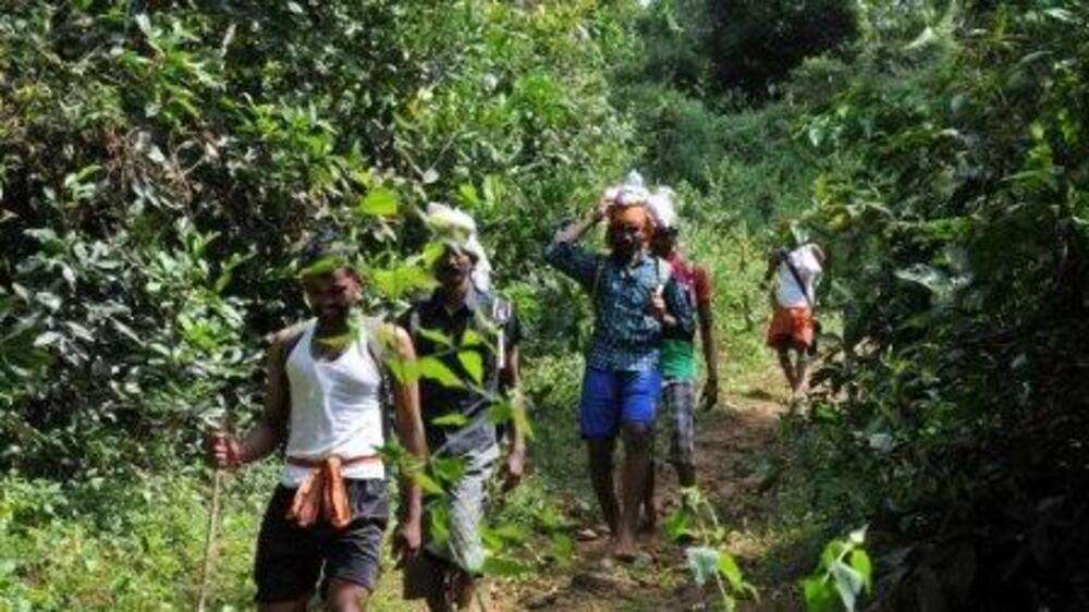 Sabarimala pilgrimage begins | The Times of India