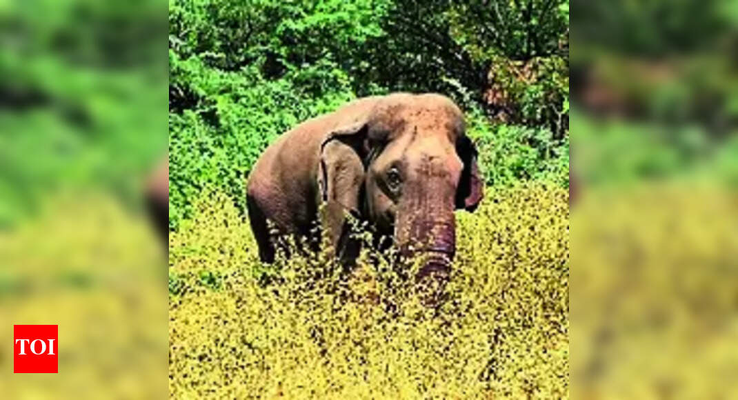 Elephant Attacks: Two Dead in Elephant Attacks in the Nilgiris ...