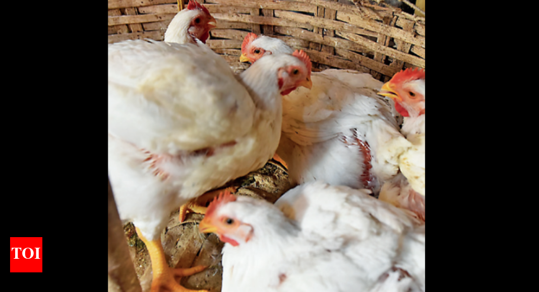 Chicken Price: Chicken price rises by 25% in a week due to high ...