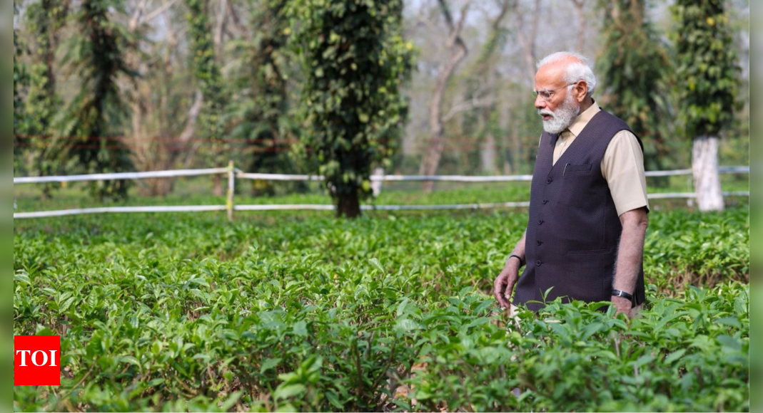 'Assam tea popular all over the world': PM Modi enjoys visit to ...