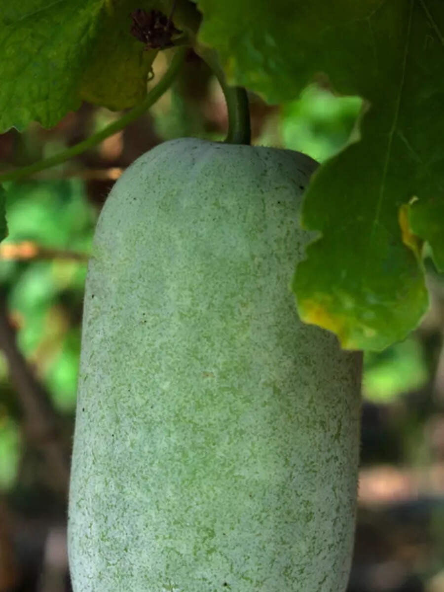 Ash Gourd: 11 health benefits of eating Ash Gourd | Times of India