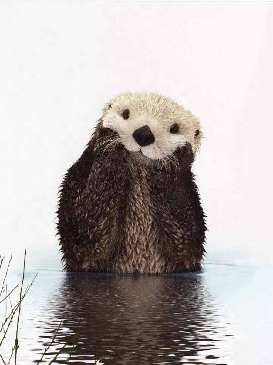 10 animals who make their homes under the ground | Times of India