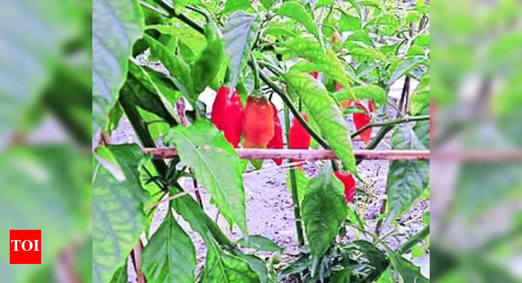 Roja: 'Roja' Farmer Bijoy Lakhi Pame Preserves Indigenous Chilli ...