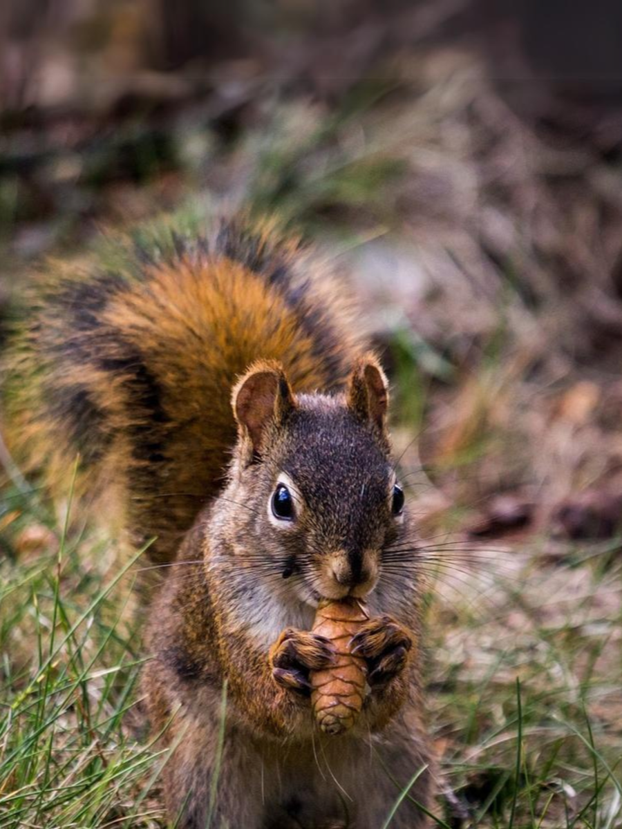 8 Animals That Can Survive Without Food: Camel, Frog, Bear, Spider ...