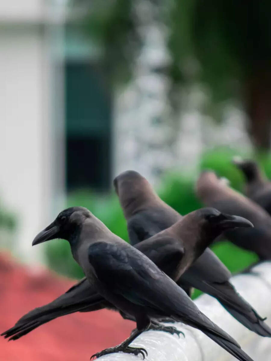 A ‘Murder of Crows’ and 4 Other Unique Names for Groups of Animals ...