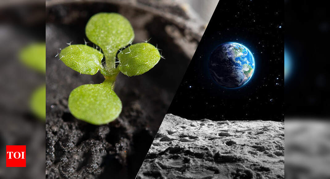 How scientists grew plants on lunar soil - Times of India