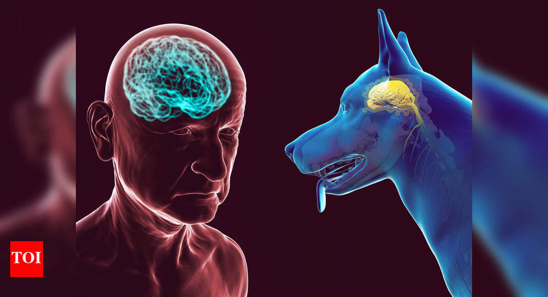 Understanding dementia in humans? Study of ageing-linked cognitive ...