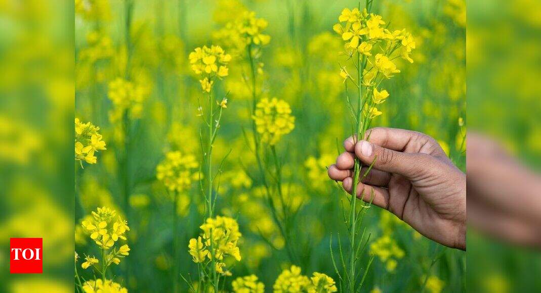Is genetically modified mustard good, and safe, for you? - Times of India