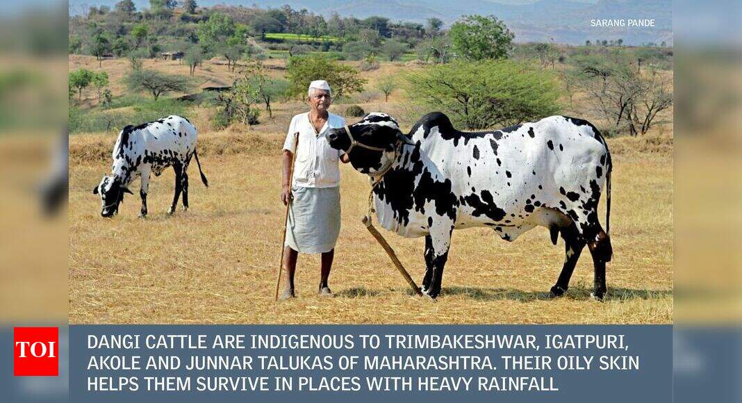 How science saved a cow breed known for sweet milk? | India’s first ...
