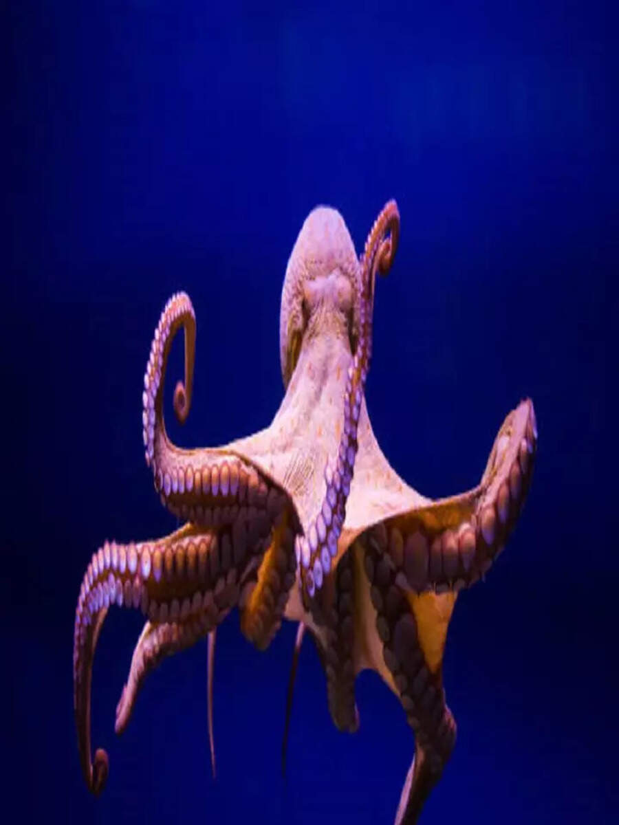 Octopus in Dream: Meaning, Here's What it Symbolize | Times Now