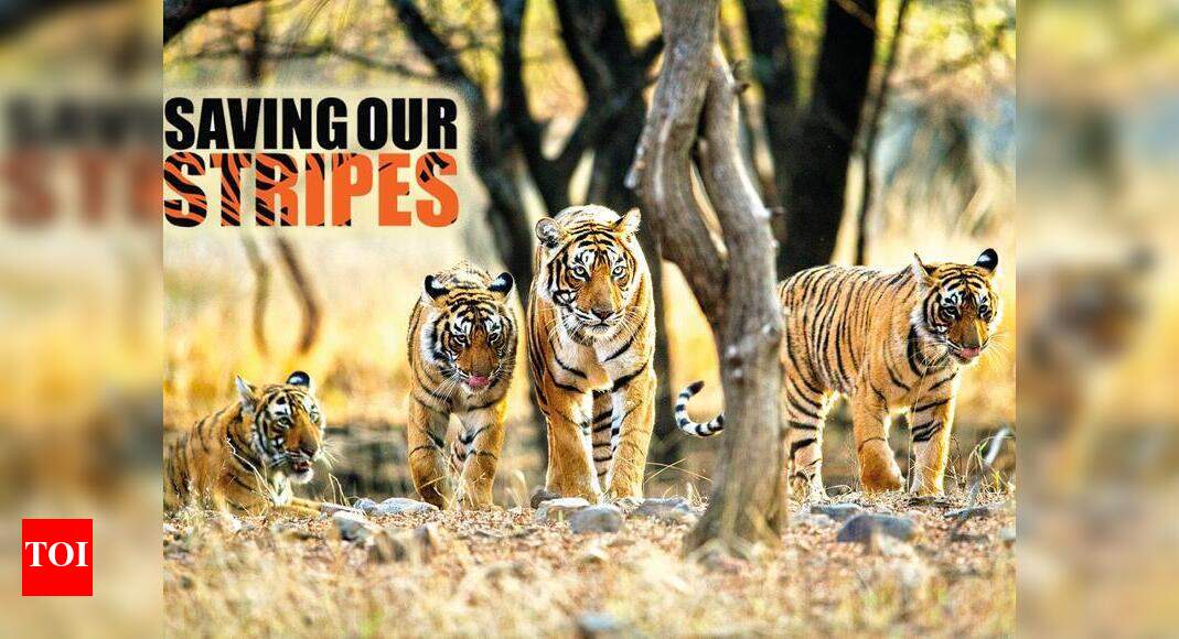 Decoding 3167, India’s new tiger number revealed by PM Modi - Times of ...