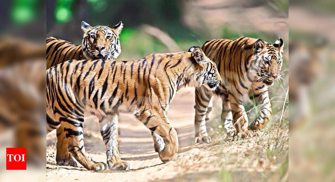 What the latest report on Status of Tigers in India means - Times of India