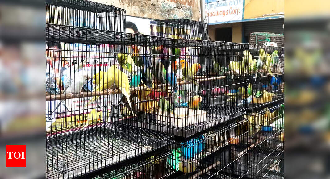 Exotic Pet Trade Chennai: How Chennai’s Rs 1,000-cr exotic pet industry ...