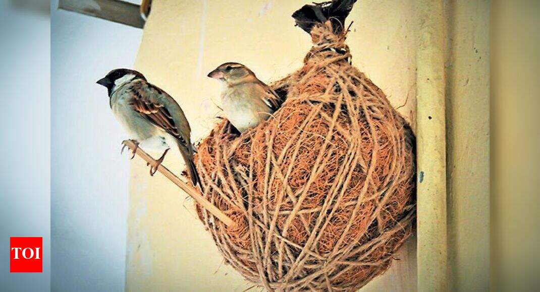 Igloo-shaped nests to insect hostels: Birders are wooing back the house ...