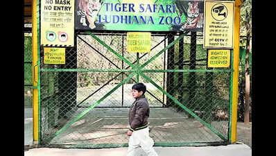 Ludhiana Zoo: New tiger on the block: ‘Aman’ to meet residents at Ludh zoo today | Ludhiana News ...